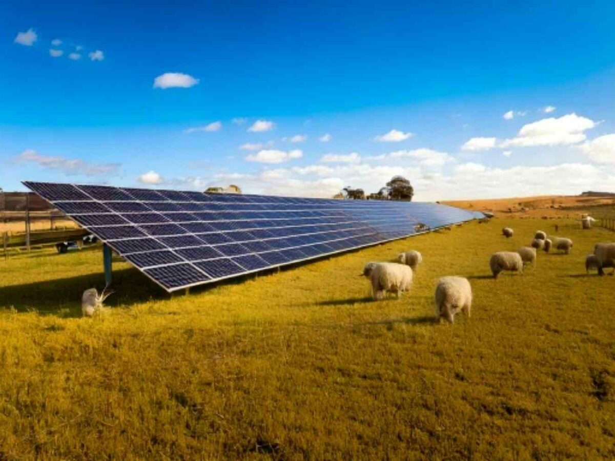 The Rise of Agrivoltaics: Cultivating Energy & Crops Together in ...